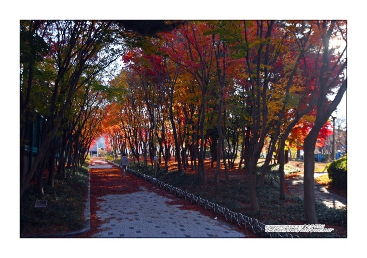 부산 스포원파크 금정 체육공원 애기단풍나무 터널 네이버 블로그