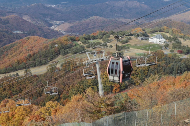 소노벨 비발디파크 곤돌라 양떼목장 스윙그네까지 네이버 블로그