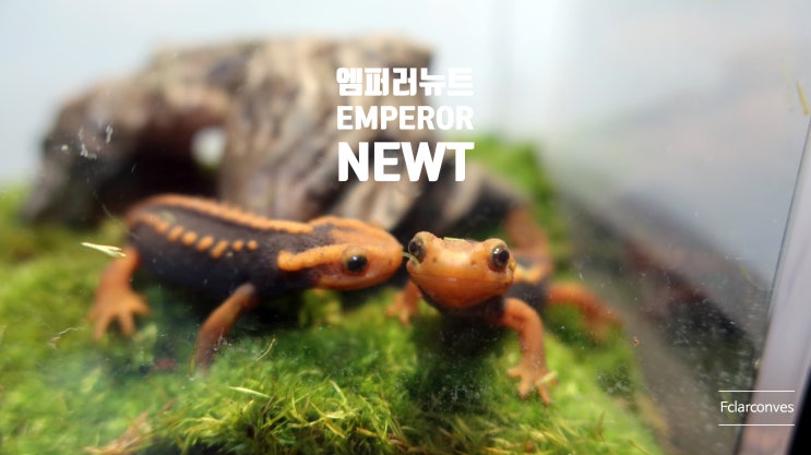 [엠페러 뉴트(Emperor Newt) 황제 영원] 엠퍼러 뉴트 기르기, 사육 방법(2025.1 업뎃) : 네이버 블로그