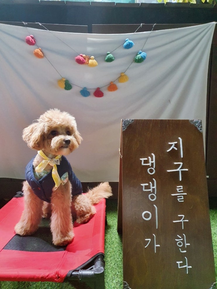 성남 하대원 애견운동장 애견카페 : 라드독 RADDDOG : 네이버 블로그