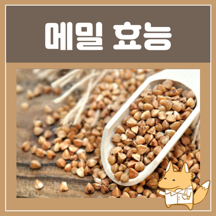 메밀 메밀차 효능 당뇨에 좋은 차 혈압에 좋은 차 메밀차 알고 먹어요 네이버 블로그