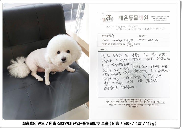 비숑 십자인대 단열 + 슬개골탈구 modified tplo 수술 : 네이버 블로그
