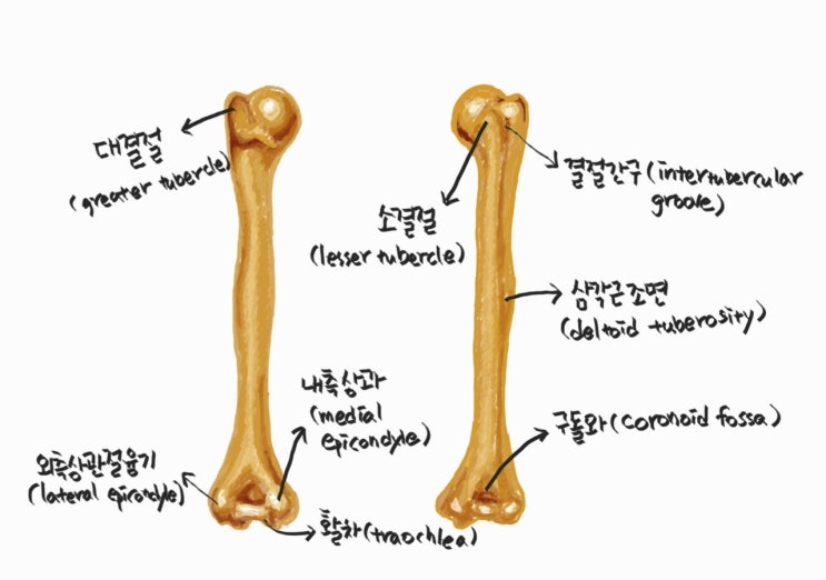 #건강운동관리사 기능해부학 ①어깨관절 상완골(Humerus) : 네이버 블로그
