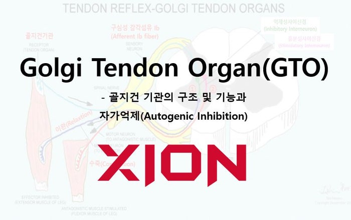 Golgi Tendon Organ(GTO) - 골지건기관의 구조 및 기능과 자가억제 (Autogenic Inhibition ...