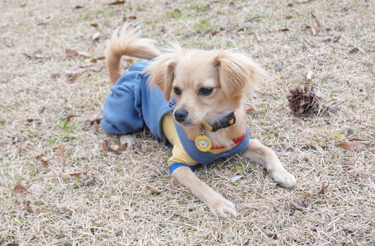 강아지멜빵바지 CHEER PET 올인원바지 : 네이버 블로그
