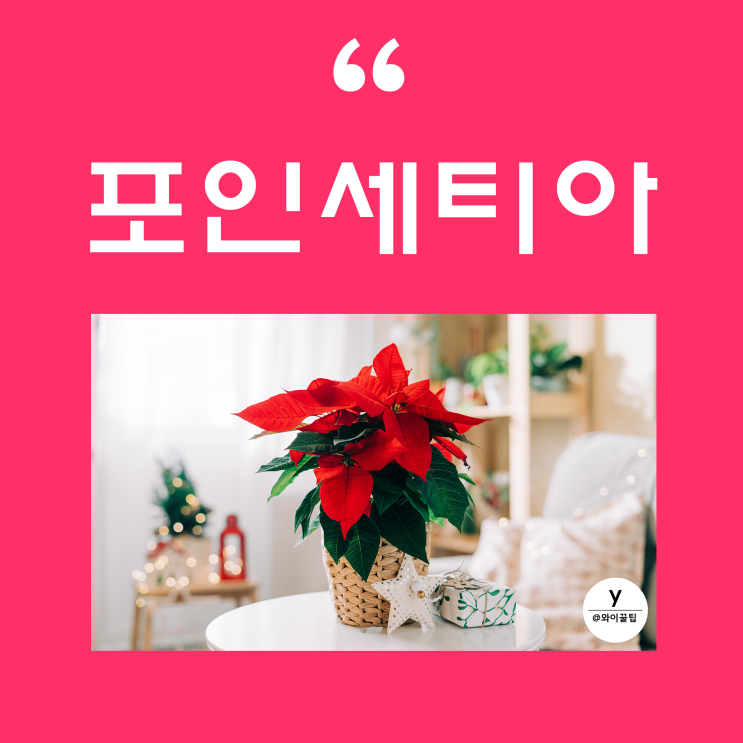 겨울꽃 크리스마스꽃 장식 포인세티아 꽃말 키우기 물주기 집꾸미기 네이버 블로그