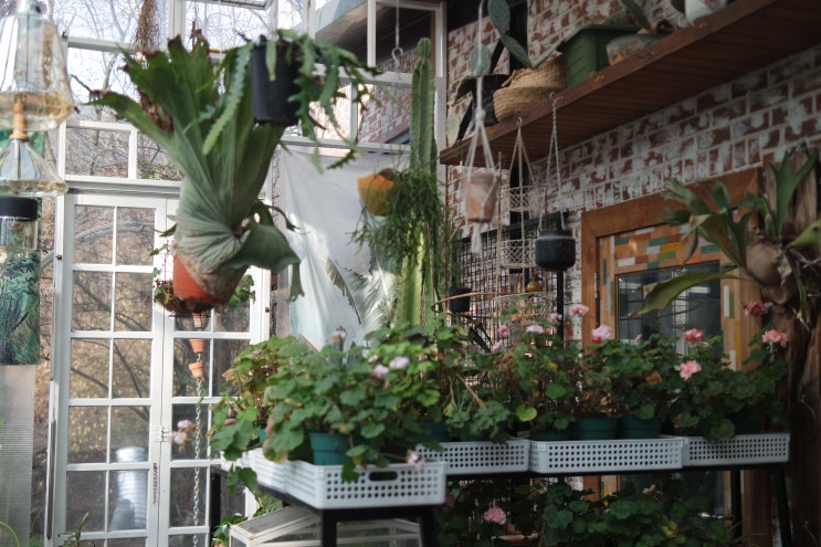 월동이야기 2탄/온실월동 : 네이버 블로그