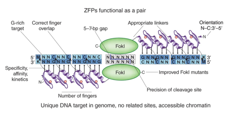 Genetic Scissors 란? : 네이버 블로그