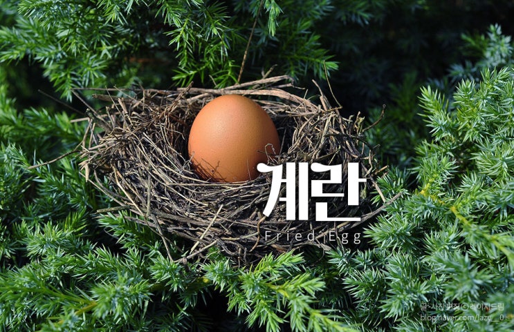 삶은 계란과 구운 계란 단백질 함량 영양성분 흰자 노른자 칼로리 난각 난백 난황 뜻 네이버 블로그