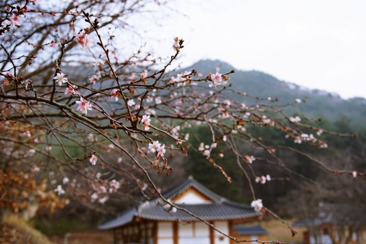 전북여행 부안 가볼만한곳 내소사 꽃살문 춘추벚꽃 전나무숲길 네이버 블로그