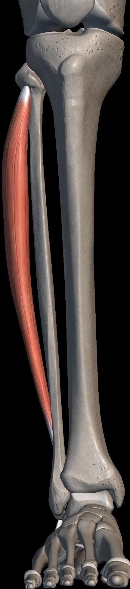 (Peroneus)Fibularis longus / brevis / tertius : 장 / 단 / 제삼 / 비골근 : 네이버 블로그