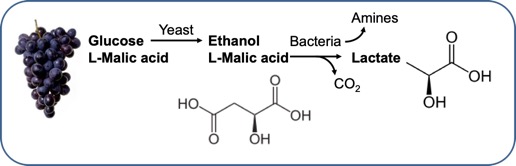 포도주 (Wine)의 말로락틱 발효 (Malo-Lactic Fermentation, MLF)와 풍미의 변화 : 네이버 블로그