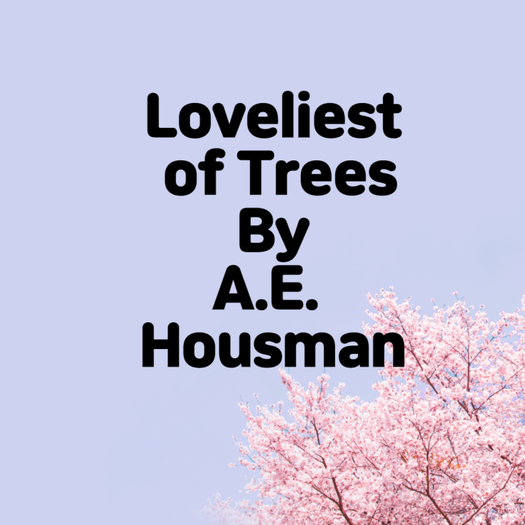 Loveliest of Trees By A.E. Housman. 가장 어여쁜 나무는. : 네이버 블로그