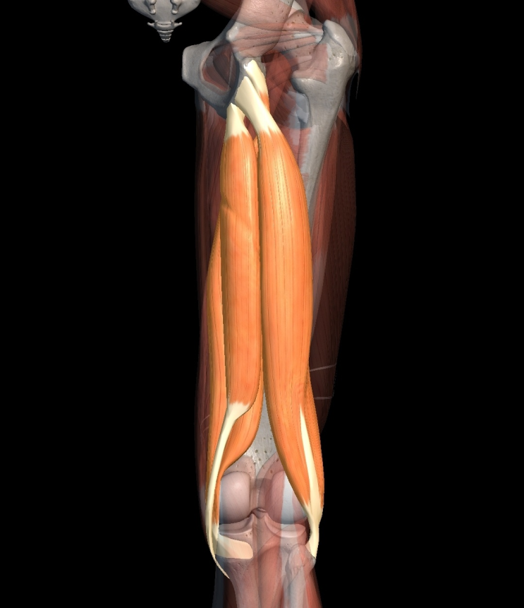 Hamstring (햄스트링, 슬괵근, 뒤넙다리근) : Semimembranosus, Semitendinosus, Biceps ...
