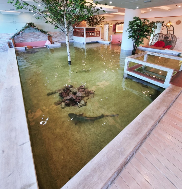 상어가 있는 가평 아쿠아카페 : 네이버 블로그