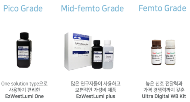 [ECL solution] Western blot / 고감도의 ECL솔루션 / Chemiluminescent HRP ...