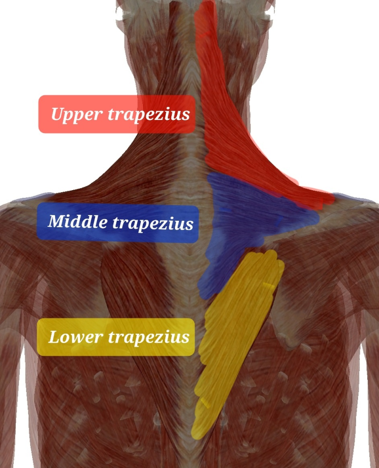 Trapezius : 승모근, 등세모근 : 네이버 블로그