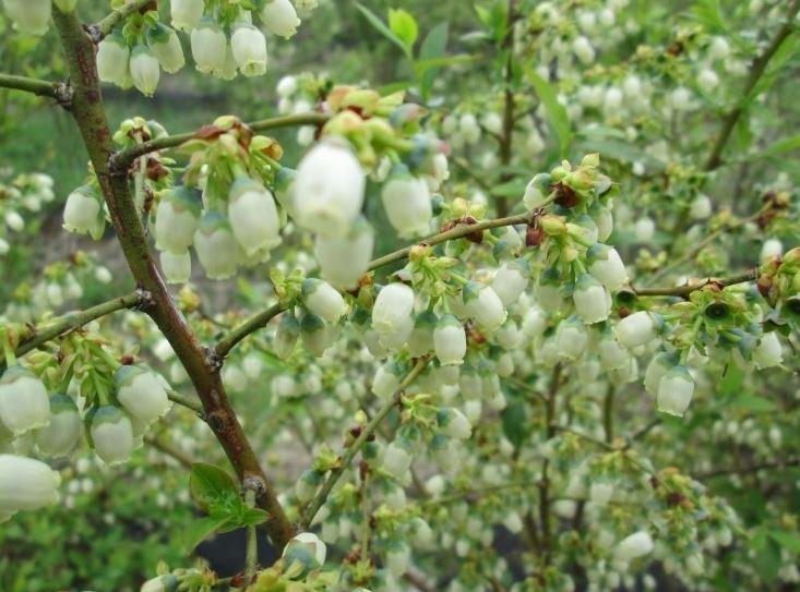 블루베리 루벨(Blueberry Rubel) : 네이버 블로그