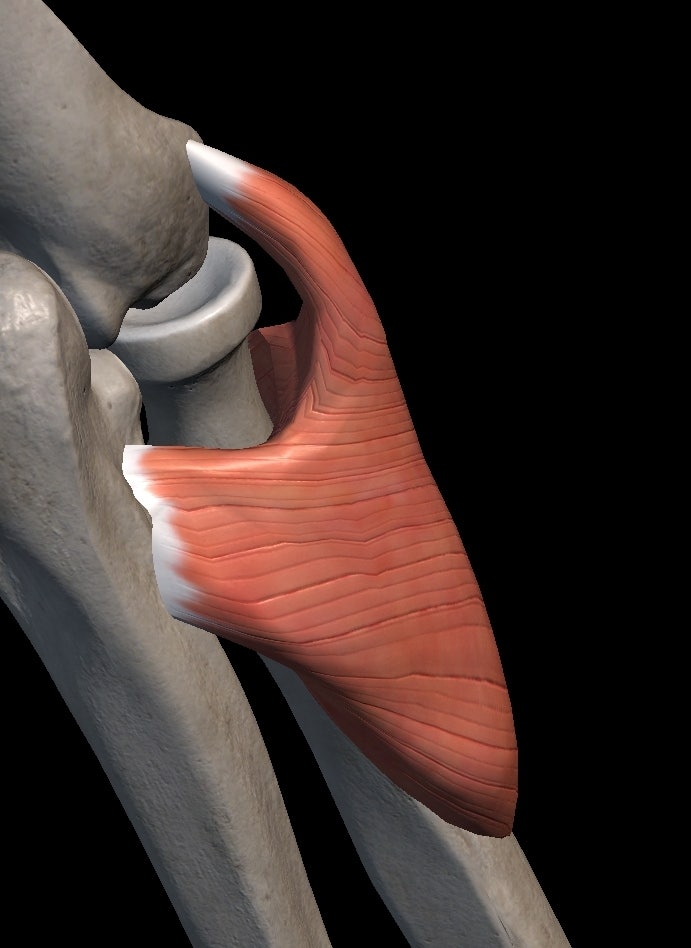 Supinator : 회외근, 뒤침근 : 네이버 블로그