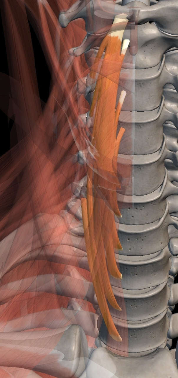 Longus Capitis and Longus Colli : (두장근, 긴머리근), (긴목근, 경장근) : 네이버 블로그