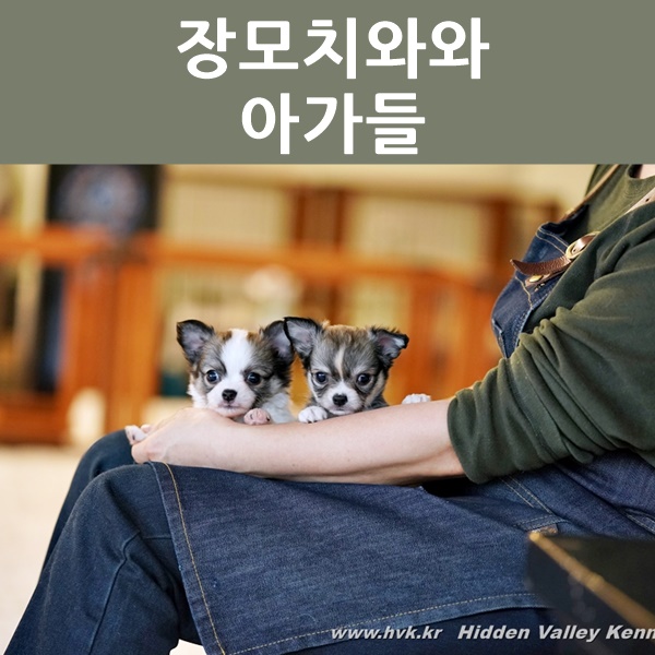 치와와 아가들 뉴페이스 히든밸리 치와와 장모종 네이버 블로그