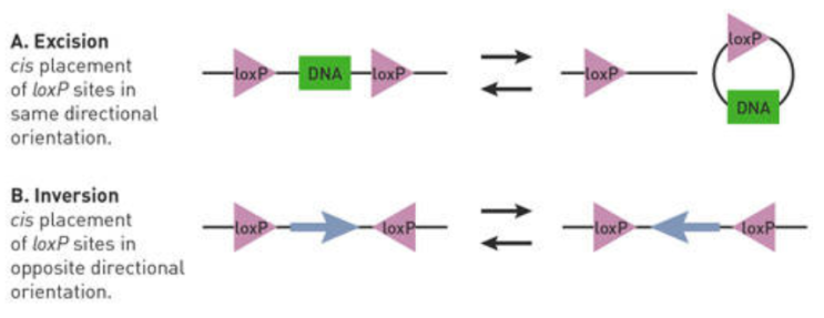 Cre-loxP recombination & FLEx switches : 네이버 블로그