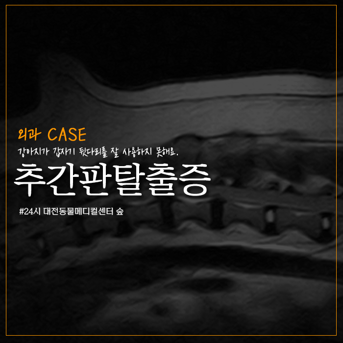 대전동물병원 강아지가 갑자기 잘 못걸어요 / 강아지 추간판탈출증 / 강아지 디스크 [24시대전동물메디컬센터숲] : 네이버 블로그
