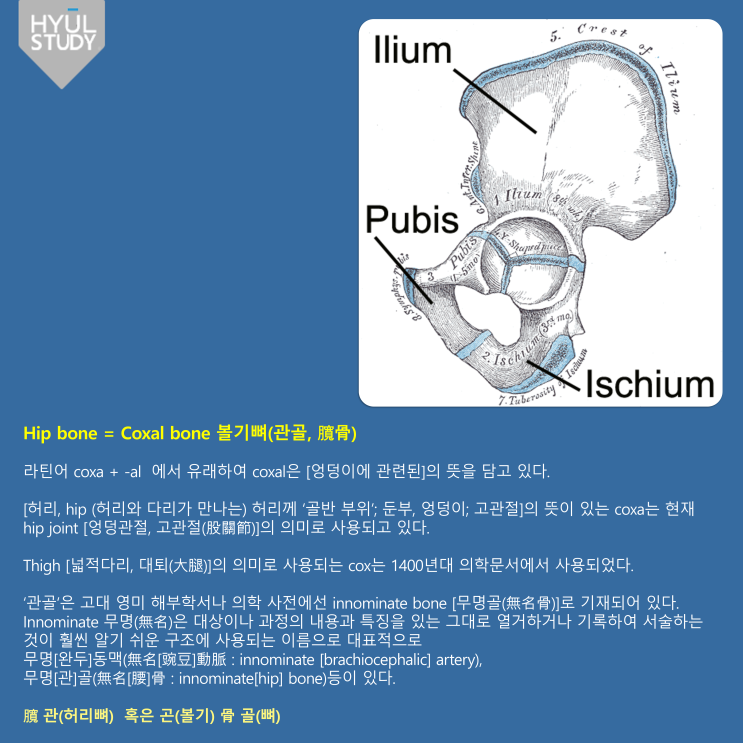 Hip bone = Coxal bone 볼기뼈(관골)이란? : 네이버 블로그
