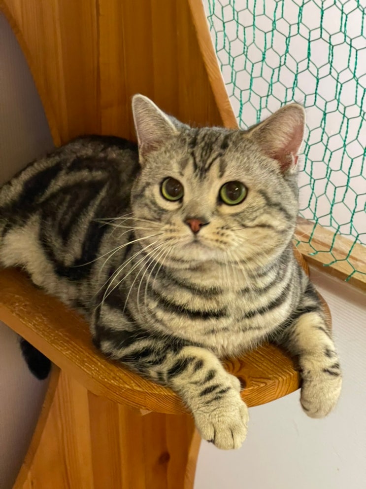 라마지샤 아메숏 캐터리 2021.12.31 일상 : 네이버 블로그