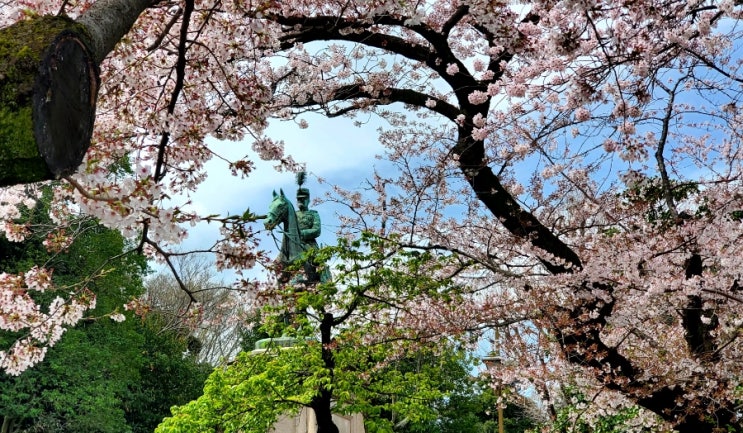 오늘, 우에노 공원, 벚꽃 🌸 : 네이버 블로그
