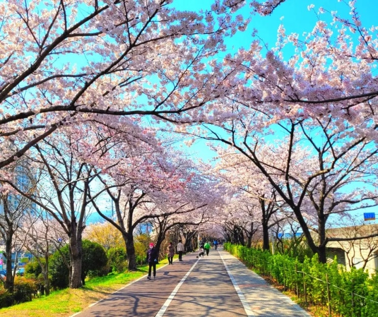 부산 부산 삼락생태공원 벚꽃 명소 낙동제방벚꽃길 실시간 4월3일 기준 주차정보 네이버 블로그