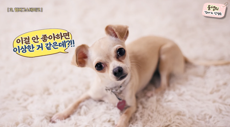 강아지를 위한 수제 간식과 음식 만드는 법 반려견 특별식 레시피 7가지 네이버 블로그