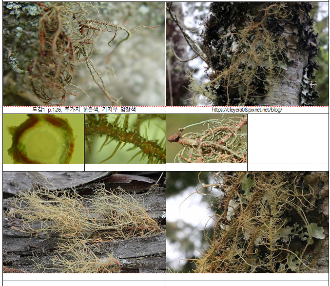 Usnea rubrotincta Stirt. 붉은수염송라; Usnea barbata (L.) F.H. Wigg. : 네이버 블로그