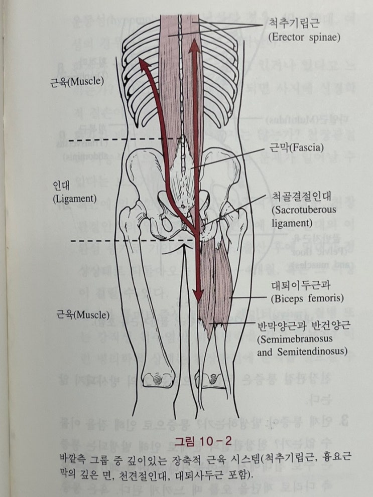 천장관절과 치골결합의 움직임에 영향을 주는 근육 근육사슬 골반중립 위치 필라테스 칼리지 인천점 부평필라테스 갈산동