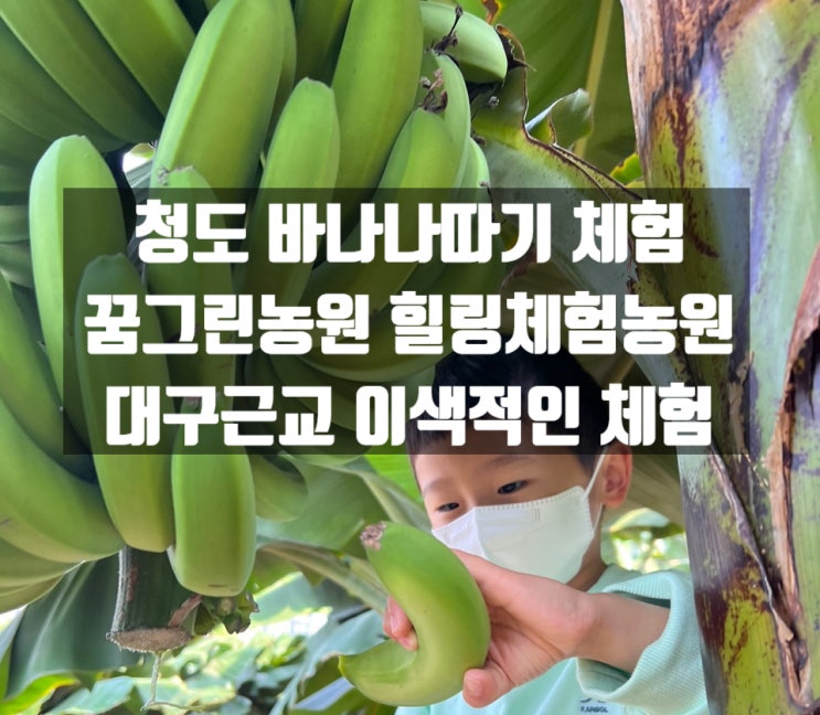 청도 바나나따기 체험 꿈그린농원 힐링체험농원 대구근교 아이와 가볼만한곳 청도 체험 군불로 패키지 네이버 블로그