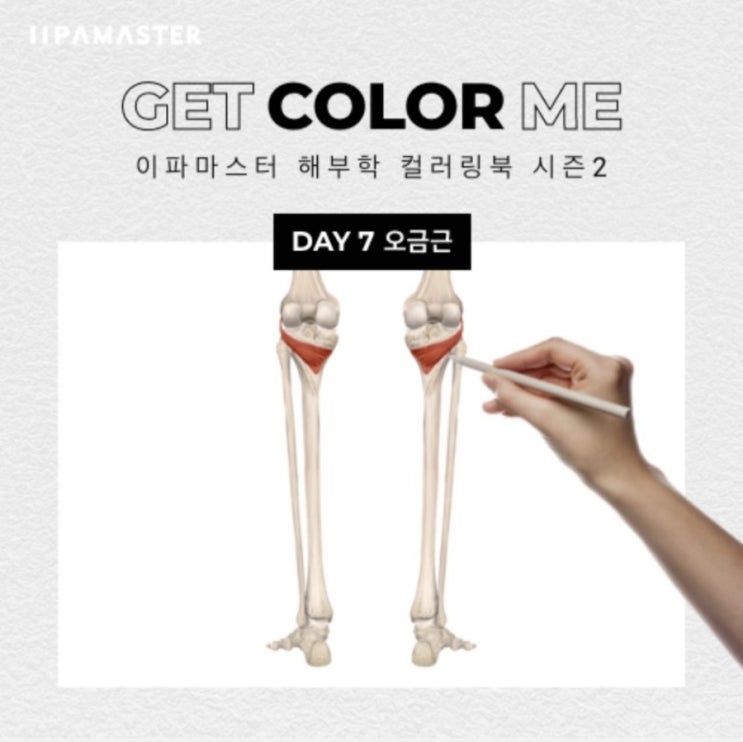 취미부자 Jeje 필라테스 해부학 공부 시즌2 4 Feat이파마스터 컬러링 필테초보 필린이 네이버 블로그