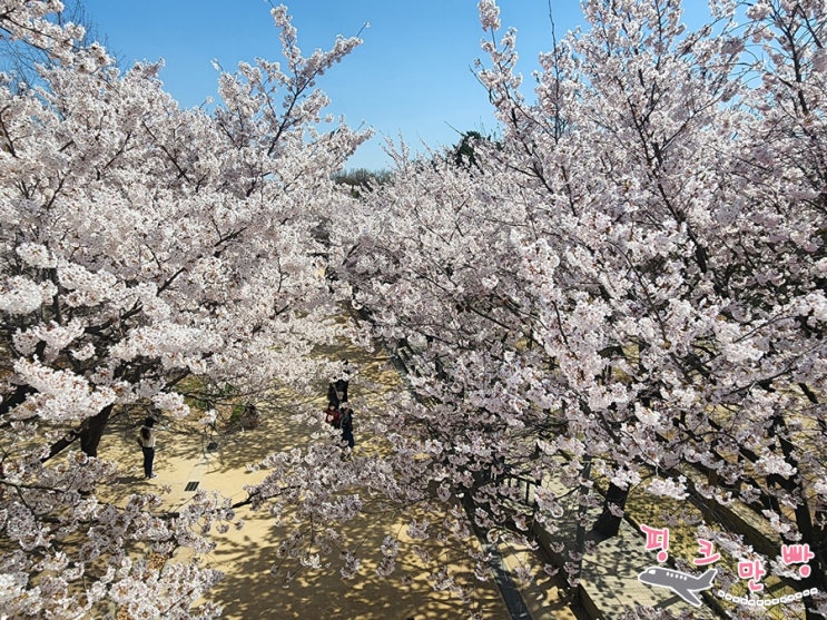 2022 서울숲 벚꽃 만개 벚꽃터널 봄꽃놀이 제대로 휠체어여행 장애인여행 네이버 블로그