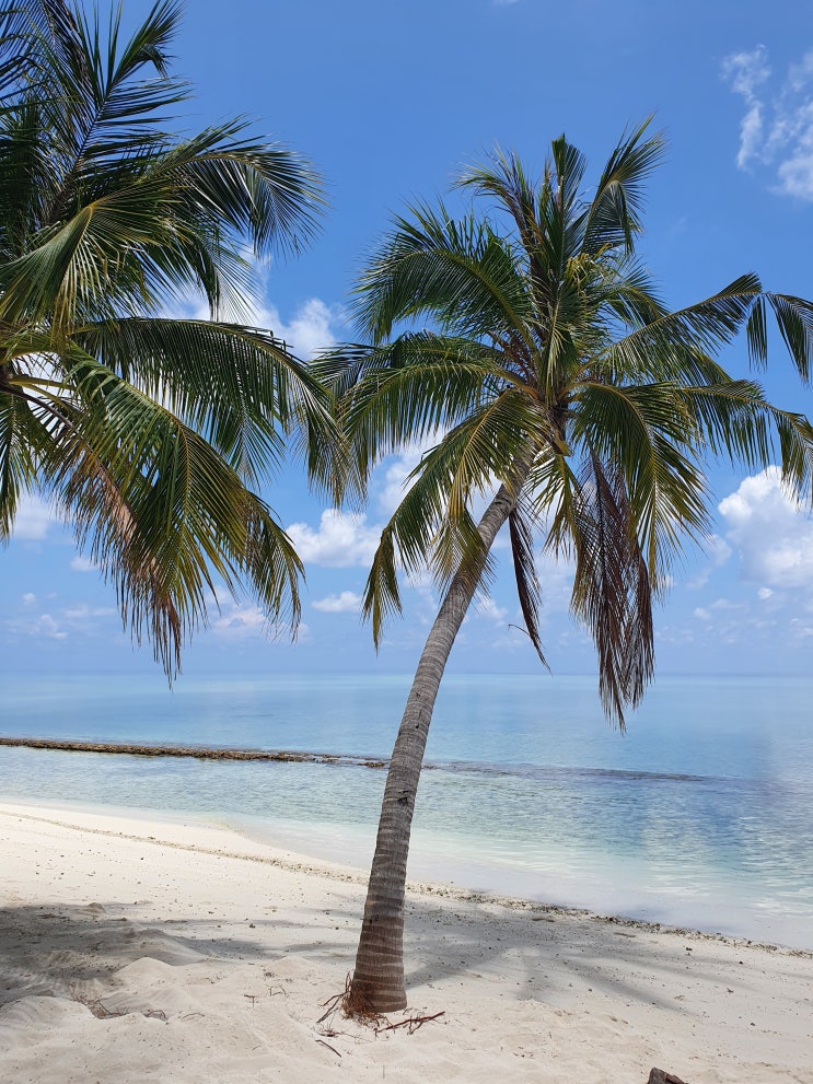 [몰디브 신혼여행] 말리푸시 바이 코모 후기 (1) : 네이버 블로그