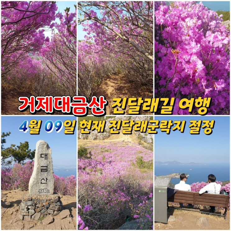 거제대금산 진달래길 여행 4월 09일 현재 진달래군락지 절정 네이버 블로그