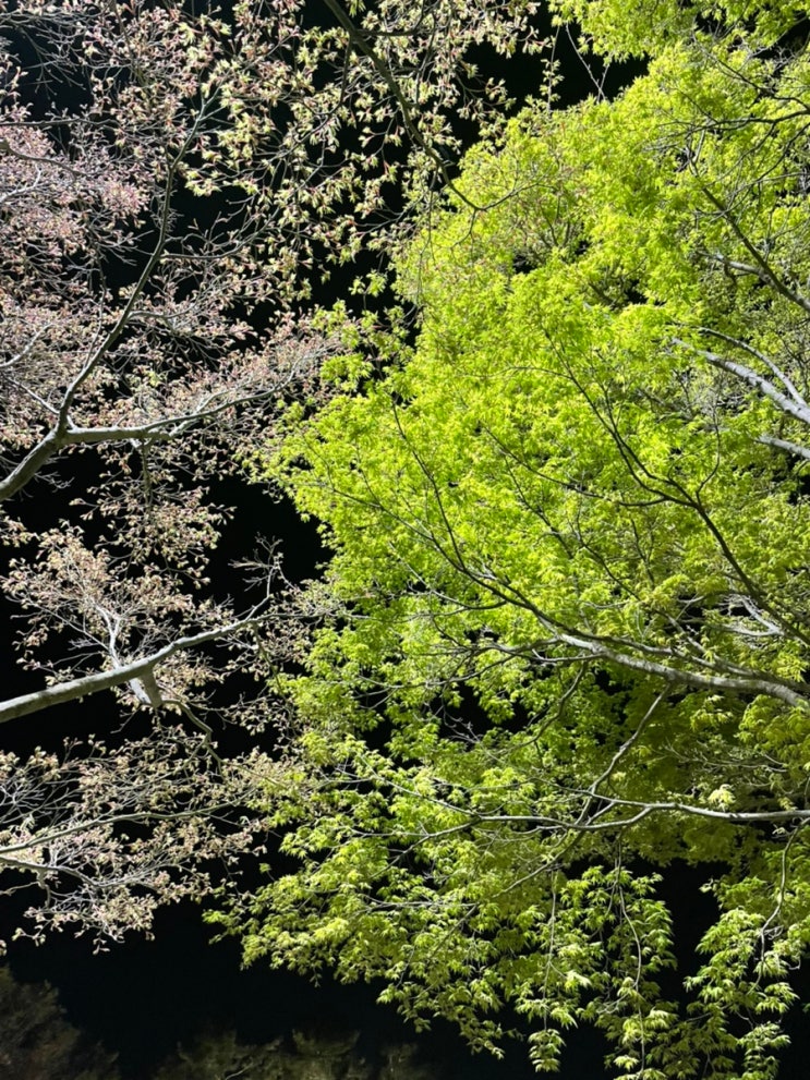 경주 경주 아이랑 가볼만한 곳 동궁과 월지 동궁원 버드파크 네이버 블로그