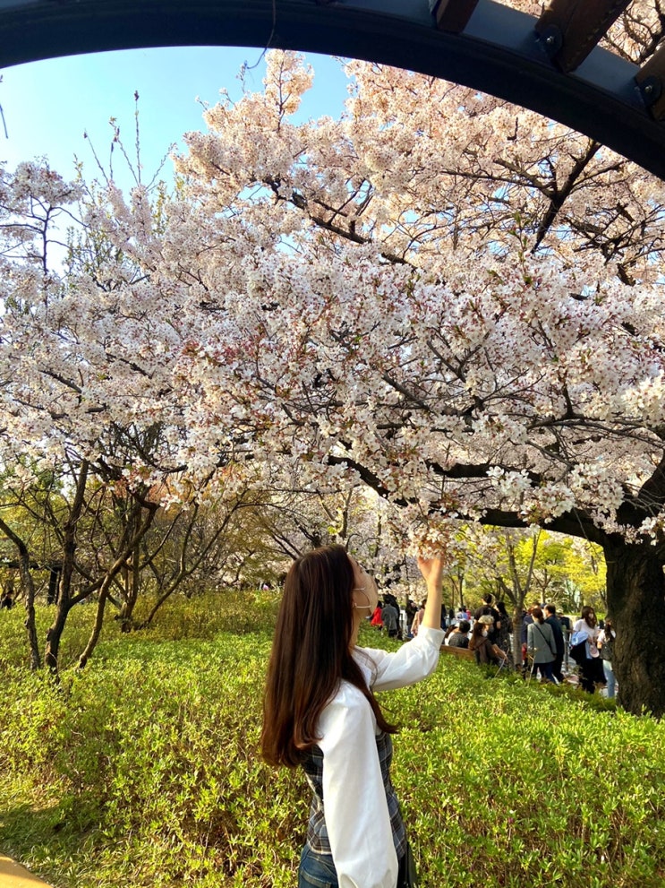 윤중로 벚꽃길 만개 개방시간 여의도한강공원 밤 풍경과 따릉이 취식 가능 네이버 블로그