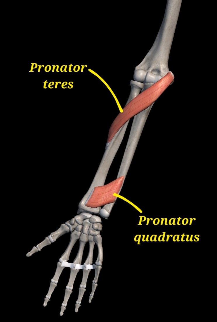 Pronator Teres (원회내근, 원엎침근), Pronator Quadratus (방형회내근, 네모엎침근) : 네이버 블로그