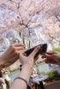 서울 잠실 벚꽃 뷰 카페 석촌호수 야외테라스에서 브런치 🌸 네이버 블로그