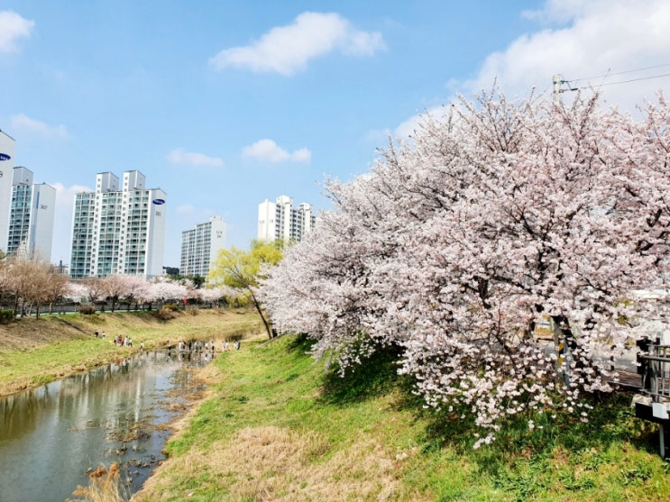 김포 벚꽃 명소 계양천 벚꽃길 활짝 만개했어요 네이버 블로그