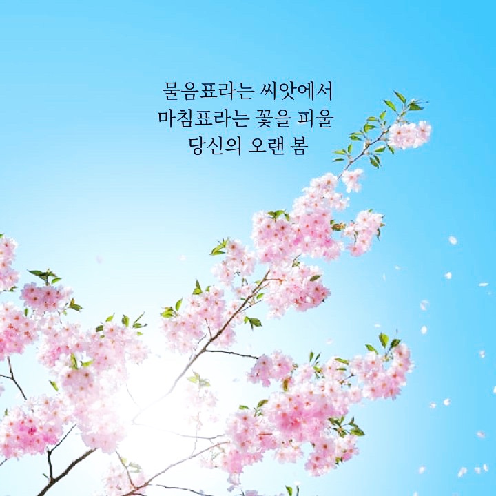 예쁜 봄 글귀 이쁜 봄 시 모음 봄꽃처럼 당신 마음도 활짝 피기를 바라며 봄 예쁜 글귀 이쁜 봄시 네이버 블로그