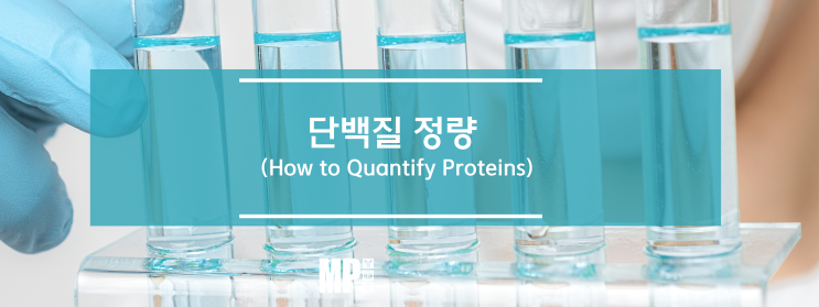 단백질 정량 방법 (Protein Quantification) : 네이버 블로그