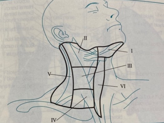 갑상선 수술(Thyroidectomy,Thyroid Lobectomy)시 POSITION을 편리하게 : 네이버 블로그