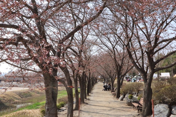 가족 소풍 장소로 좋은 수도권 벚꽃 명소 중의 하나 경기도 시흥 가볼만한곳 시흥갯골생태공원 네이버 블로그