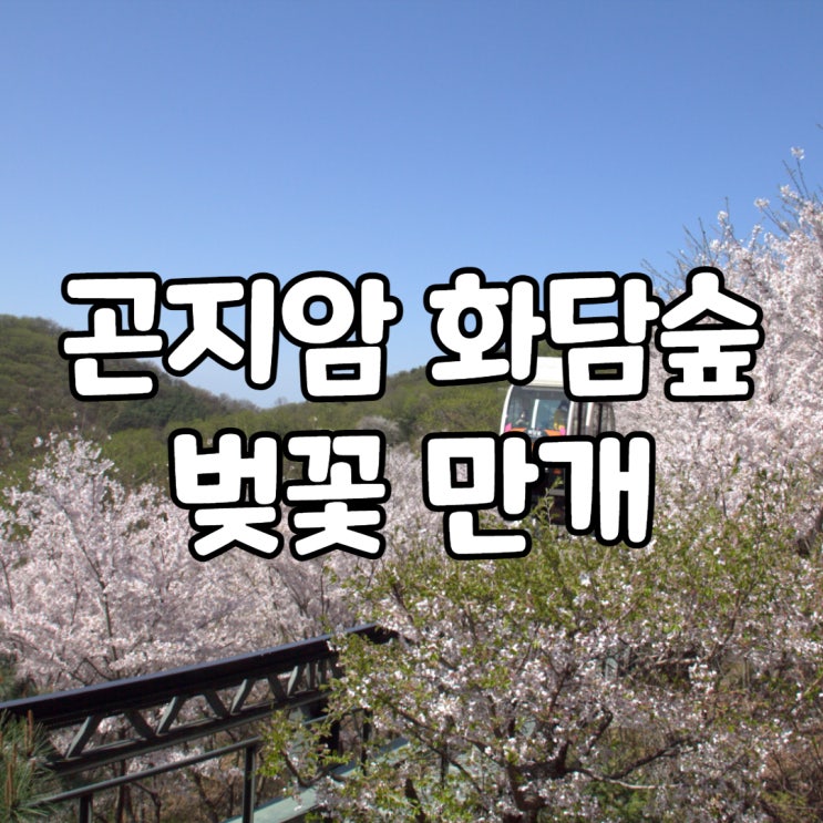 경기 광주 가볼만한곳 화담숲 벚꽃 만개 모노레일 대중교통 가는 방법 모바일티켓 네이버 블로그