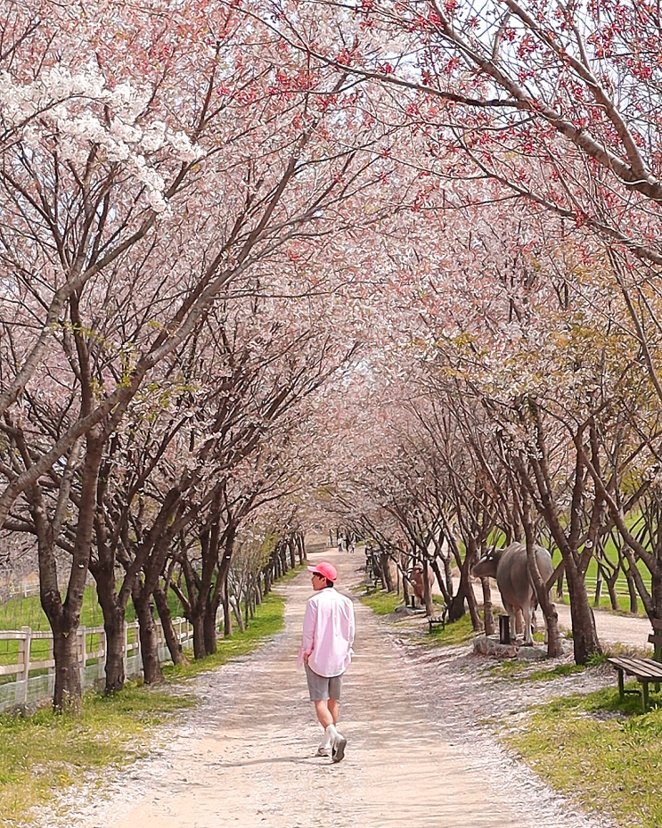 당진 가볼만한곳 아그로랜드 벚꽃 삽교호 한진포구 바다 카페피어라 서울근교여행 네이버 블로그